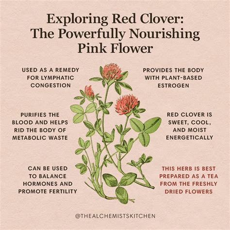 Exploring Red Clover The Powerfully Nourishing Pink Flower The