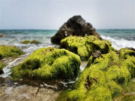 Pin By Ben Amar Mohamed On Photo Essay Photo Essay Sousse Algae