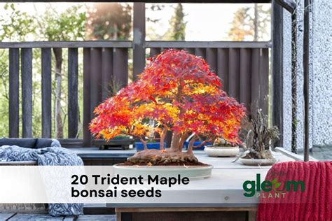 20 Trident Maple Bonsai Seeds Acer Buergerianum Etsy