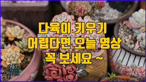 다육이 관리 어렵다면 오늘 영상을 꼭 참고하세요 Youtube
