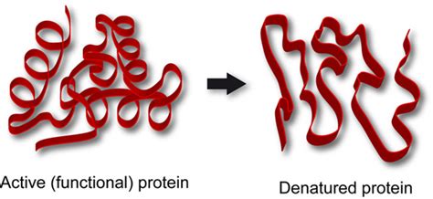 Enzyme Pmg Biology