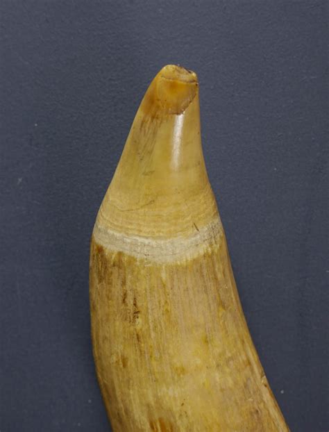 Sperm Whale Tooth Ahs432 Antlers Horns And Skulls