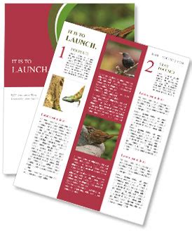 Melospiza Melodia Watch Song Sparrow Enjoying Birdbath Newsletter