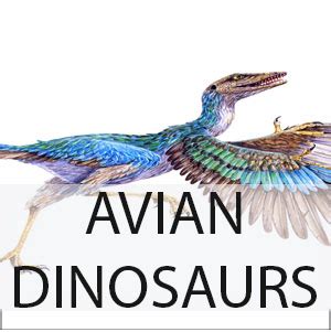 Avian Dinosaurs Unraveling The Evolutionary Link Between Dinosaurs And