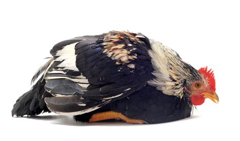 Common Chicken Illnesses