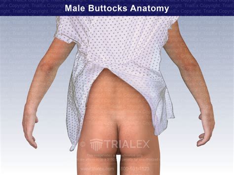 Male Buttocks Anatomy