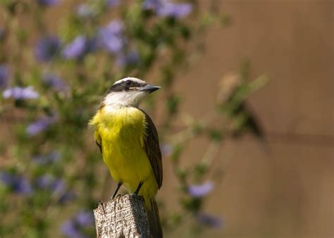 30000 Free Big Bird And Bird Images Pixabay