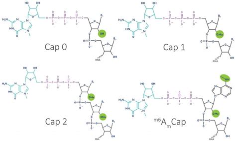 Rna Epitranscriptome Role Of The 5 Cap