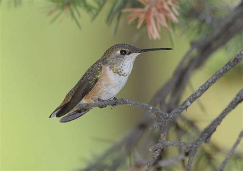 Rufous Hummingbird Migration Range Diet Facts Pictures