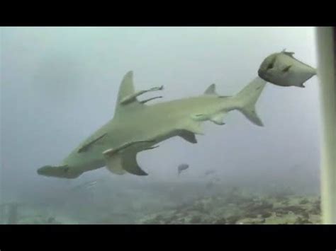 Beautiful Hammerhead Shark At Frying Pan Tower 16 October 2019 Youtube
