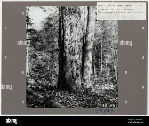 Tree Identification Chestnut Photographs Relating To National Forests Resource Management