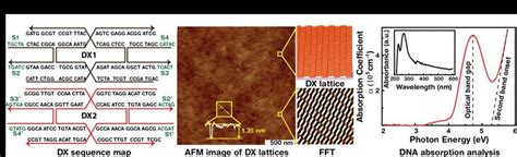 A Base Sequence Profile Of Double Crossover Dx Dna Tiles An Afm Download Scientific Diagram