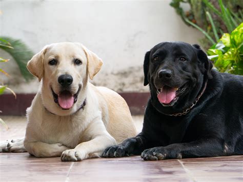 What Color Labrador Is Most Expensive