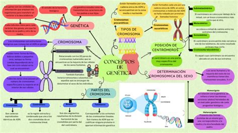 Características Y Estructura De Los Cromosomas Y Conceptos Básicos De
