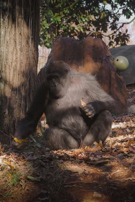 Animated Lock Screen Wallpaper Videos Download The Best Free 4k Stock