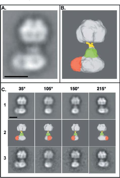 Atp Synthase Electron Microscope