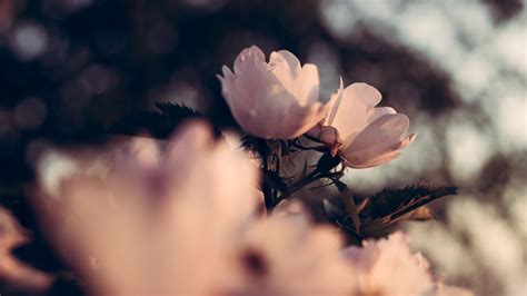 Кончают в анал крупным планом