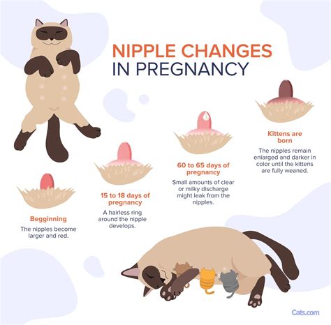 Pregnant Cat Nipples Vs Normal Cat Nipples How To Tell The Difference