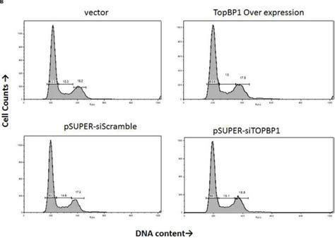 Topbp1 Level Does Not Alter Cell Cycle C33a A And H1299 B Cells
