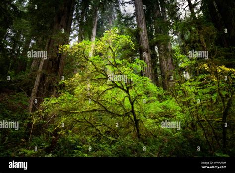 Arbre Grand Petit Banque Dimage Et Photos Alamy
