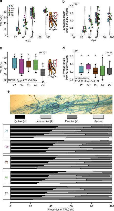 Plant Microbe Symbioses Symbiosis Plants Plant Leaves