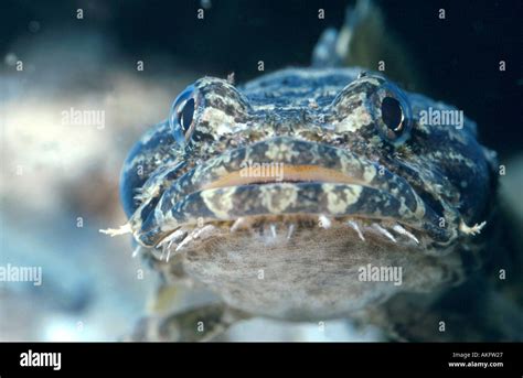 Common Toadfish Halophryne Gangene Cottus Grunniens Portrait Stock