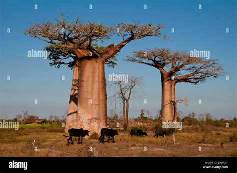 African Baobab Tree Baobab Baobab Forest Near Morondava On The West