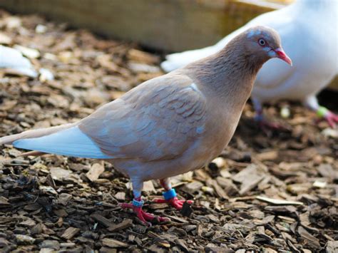 Pet Or Wild How To Tell A Domestic Vs Feral Pigeon Dreaming Of A