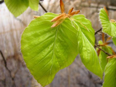 Beech Fagus Sylvatica