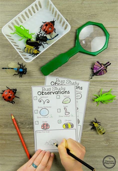 bug activities planning playtime preschool science activities