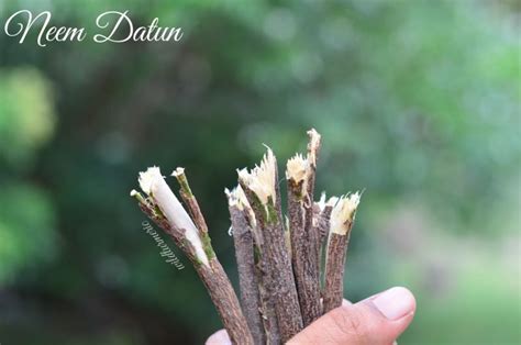 Neem Datun Benefits Of Brushing With Neem Sticks Wildturmeric