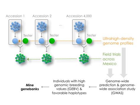 Maize Seeds Of Discovery