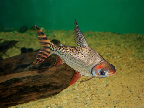 Semaprochilodus Insignis • Scheda Dei Pesci