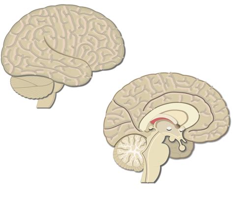Visual Cortex Location Perception Lecture Notes Cortical Visual Areas