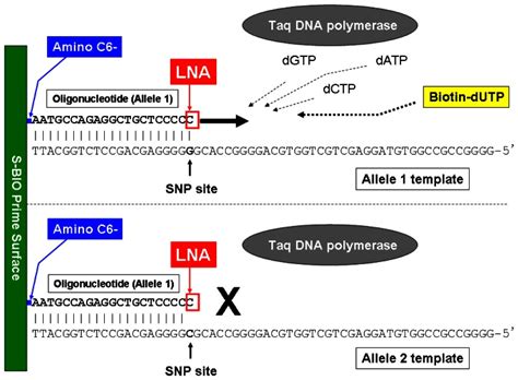 Allele Specific Primer Extension Reaction The Immobilized Download Scientific Diagram