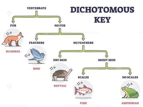 20 Exciting Middle School Activities Using Dichotomous Keys Teaching