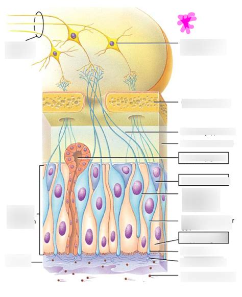 Basic Sciences Nose And Olfaction Olfactory Epithelium Diagram