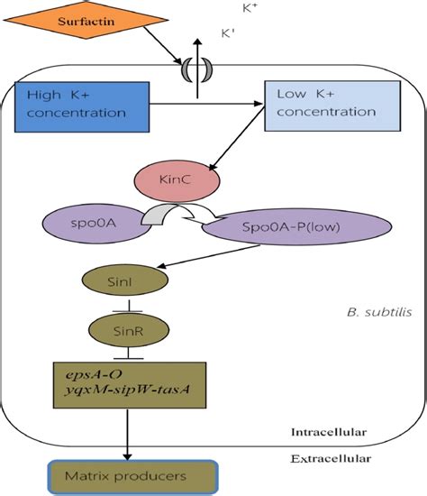Molecular Genetics Of Surfactin And Its Effects On Different Sub Populations Of Bacillus