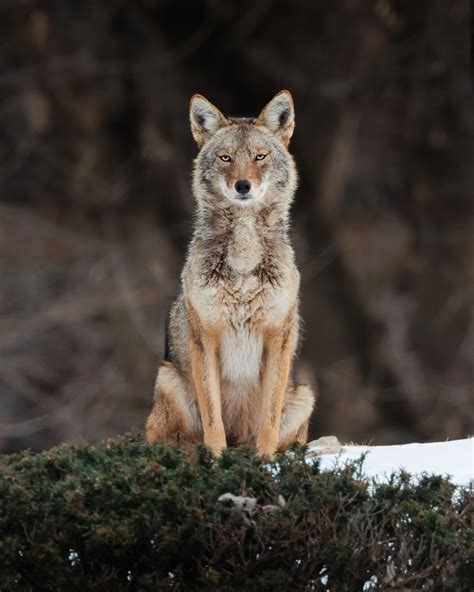 Another Coyote Encounter Nature And Wildlife Photography Fm Forums