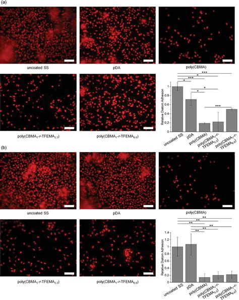 Polydopamine‐mediated Amphiphilic Polycarboxybetaine Methacrylamide‐r