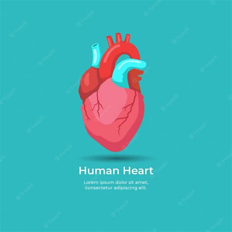 인간의 심장 심장학 해부학 개념 벡터 만화 디자인 격리 된 배경 프리미엄 벡터
