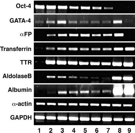 In Vitro Differentiation Of Mouse Embryonic Stem Cells Enrichment Of