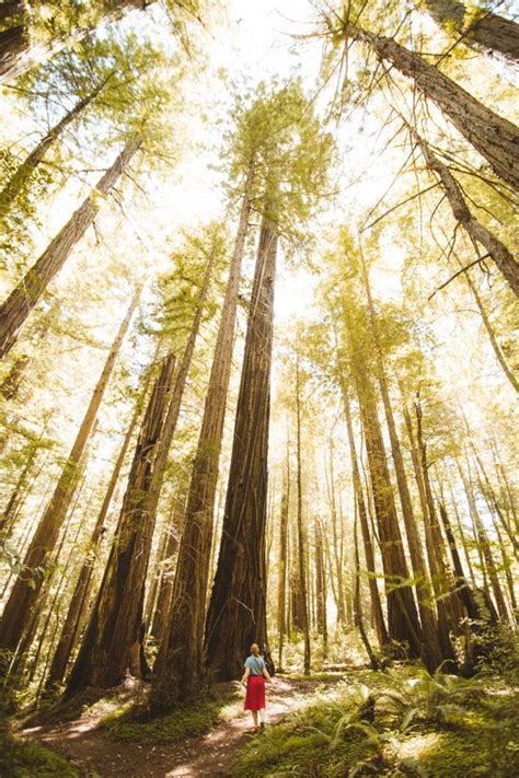 Guide To Avenue Of The Giants Top Spots On This Redwood Drive Map