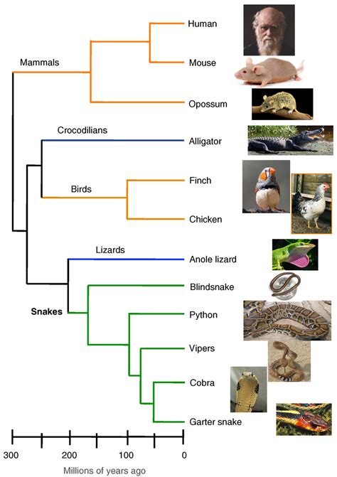 Phylogenetic Tree Vertebrates