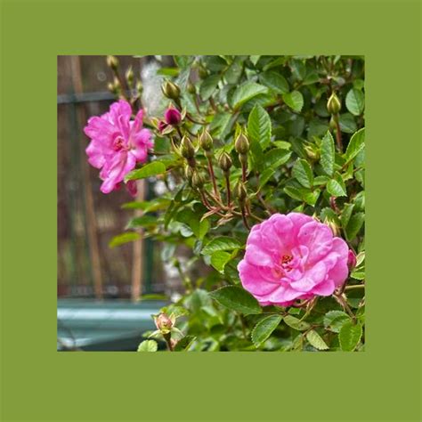 Peggy Martin Rose Showers Of Blessings For Southern Gardens Massive