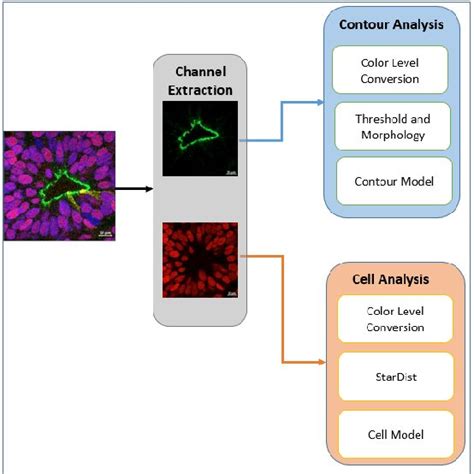 Framework Of Proposed Quantitative Analysis Of Brain Organoids
