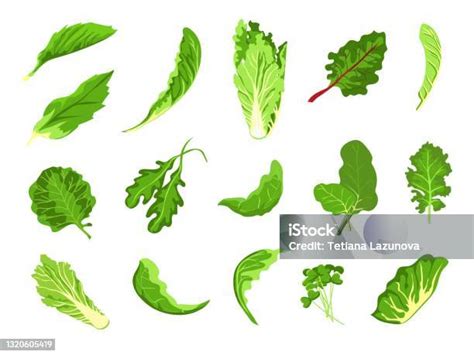 샐러드 잎 녹색 신선한 농장 음식 양상추 양배추 아루굴라 크레스와 케일 건강한 마이크로그린 새싹 유기농 잎 야채 벡터 세트 빙산 얼음 형태에 대한 스톡 벡터 아트 및 기타