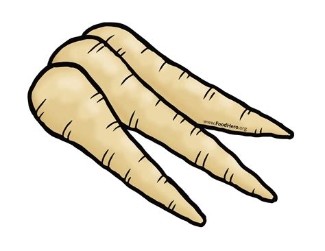 Parsnip Illustration Parsnip Illustration