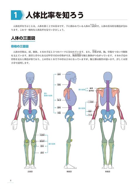人体の構造と動き 描き方入門 人体を描くうえで重要なポイントを完全解説 ホビージャパンの技法書