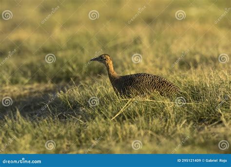 Red Winged Tinamou Rhynchotus Rufescens La Pampa Stock Image Image Of Elegant Field 295121409